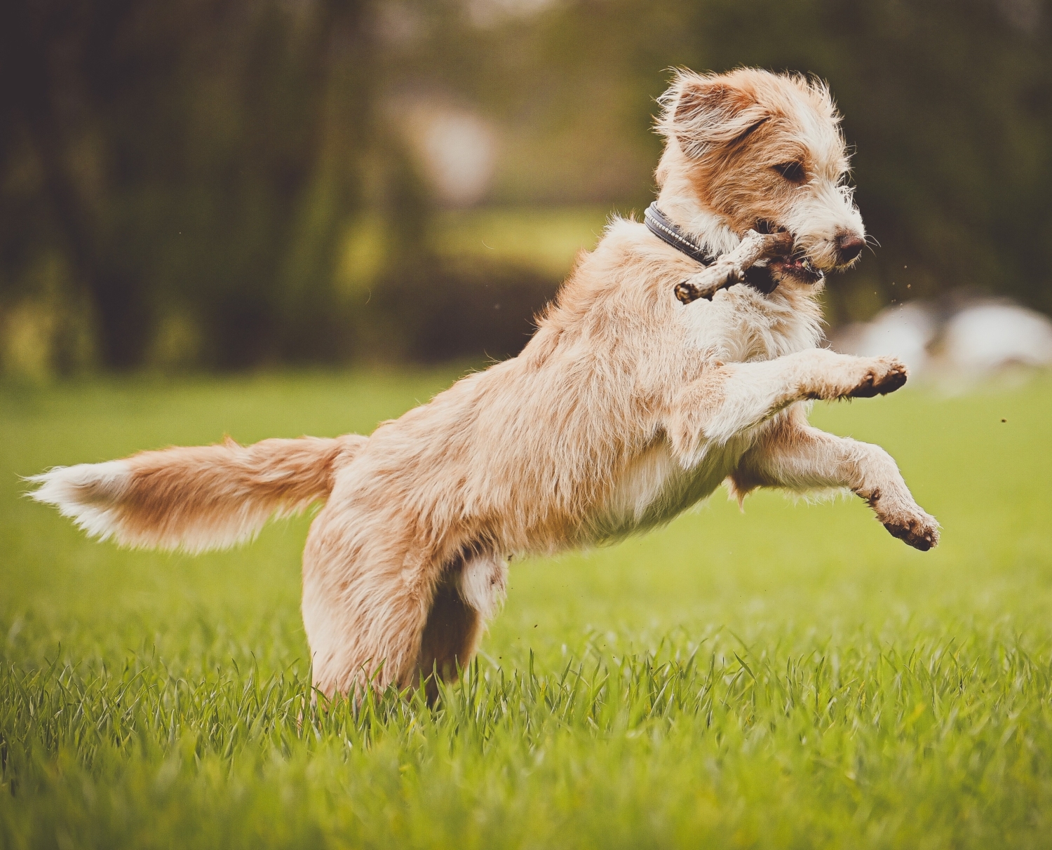 Seabis – Für alle Pferde- und Reitsportbegeisterte
